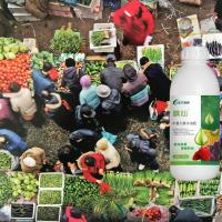 China Jingxin Medium Element Water Soluble Biological Fertilizer Prevent Calcium Magnesium Deficiency for sale