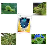 China Organic Certified No Chemical Residue PrGV & Bt Biopesticide with 16000iu/mg Bt for Plutella Xylostella for sale