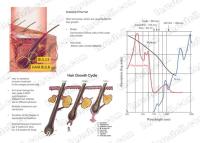 China 755nm Alexandrite Laser Machine Hair Removal 60x65mm Spot Size AlexMED for sale