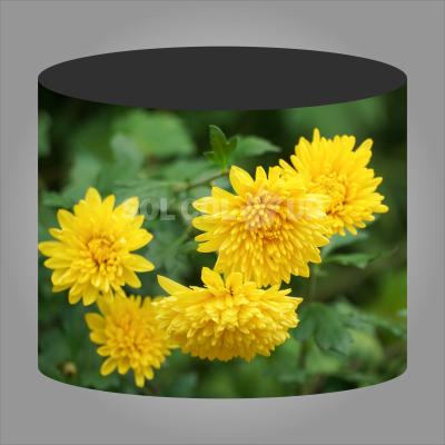 China P1.8 Flexible Cylindrical LED Display Panel 320x160mm 500-800cd/m² Indoor for sale