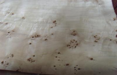 China Natural Burl Poplar Wood Veneer 0.50mm Thickness | AA/A/AB Grade | 250-700mm Length for sale