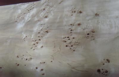 China Flat Burled Wood Veneer Sliced Cut 0.50mm Thickness for Furniture and Interior Decoration 250-700mm Length for sale