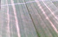 China Natural Ebony Quarter Cut Veneer 0.45mm Thickness for Furniture and Plywood Applications for sale