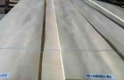 China Milk White Hard Maple Crown Cut Veneer 0.45mm Thickness for Furniture and Plywood Applications for sale