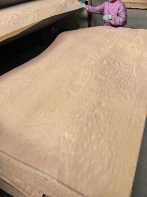 China Natural Rotary Cut European Pink Beech Veneer Sheet 2500x1250mm for Plywood for sale