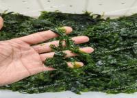 China Natural Green Seaweed Powder Crushed Seaweed Powder as Baking Ingredients 50g Sprinkle on Food for sale