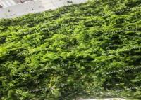 China 10kg Aonori Seaweed Ulva Dried Nori Seaweed Customizable Packaging And Size for sale