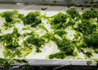 China 10kg Aonori Seaweed Ulva Dried Nori Seaweed Customizable Packaging And Size for sale