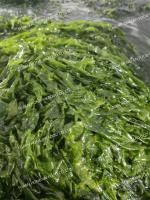 China Crispy Umami Ulva Ao Nori Dried Green Seaweed 10kg Bag With HACCP Certification for sale