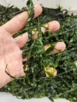 China Crispy Umami Ulva Ao Nori Dried Green Seaweed 10kg Bag With HACCP Certification for sale