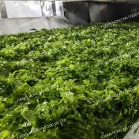 China Pure Sea Vegetable Flavorful NORI Aonori Powdered Seaweed Dried For Japanese Cuisine 10kg Pack for sale