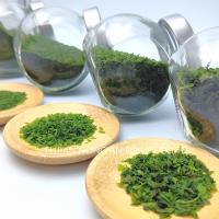China Crispy Aonori Dried Green Seaweed Powdered Sea Vegetable Nori Variety Food To Sprinkle On Rice Ball for sale