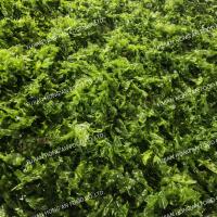 China Japan Aonori Flakes Green Seaweed Laver Powder 6g For Japanese And Korean Cuisine for sale