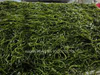 China 1 Year Shelf Life Kelp Kombu Sprouts Sea Vegetable Green Color Umami Taste for sale