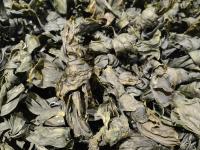China 1 Year Shelf Life Kelp Kombu Sprouts Sea Vegetable Green Color Umami Taste for sale