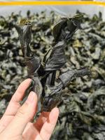 China Ocean Fresh Green Kelp Sprouts For Salads , Kombu Kelp Sea Vegetable for Japanese Restaurant for sale