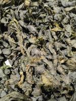China Umami Chewy Healthy Dry Kombu Textured Kelp Sprouts with Vitamins and Minerals for Soup for sale