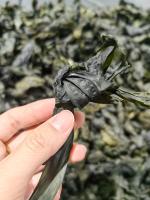 China Tender Green Seaweed Kelp Knots Dry Ingredients For Various Cooking Purposes for sale