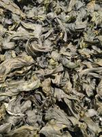 China Nutrient Rich Kelp Shoots with Zesty Umami Flavor - Suitable for Soup for sale