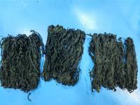 China Organic Wakame わかめ Seaweed Dried Sea Vegetable Mustard For Japanese Korean Soup for sale