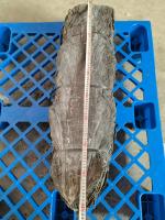 China Japanese Seaweed Phaeophyceae Nutrient Rich Sea Vegetable Dry Kelp Shoots Sea Kombu Fronds for sale