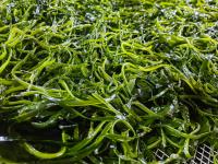 China Organic Phaeophyceae Brown Kelp Green Sprouts Shoots Superfood For Umami Rich Meals Japanese Korean Salad Soup for sale