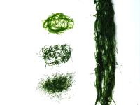 China Organic Enteromorpha Prolifera Flakes Bright Green 200g Pack For Soups Salads for sale