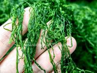 China Haccp Crispy Prolifera Seaweed Strips Emerald Green 150g Resealable Bag For Snacks Sushi for sale