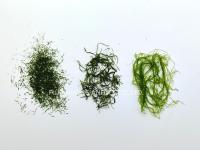 China HACCP Gluten-Free Prolifera Seaweed Strips Natural Olive Green 180g Bag Adds Crunch To Ramen Salads for sale