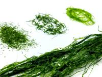 China Low Calorie Prolifera Seaweed Strips Jade Green 200g Resealable Pack For Stir-Fries for sale