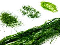 China Aromatic Prolifera Seaweed Flakes Dark Green 250g Bulk Bag Adds Umami To Soups Noodles for sale