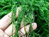 China HACCP Natural Prolifera Seaweed Strips Moss Green 300g Eco-Bag Blend with Herbs for Seafood Dishes for sale