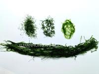 China HACCP Sun-Dried 1kg Natural Green Ulva Prolifera Seaweed For Soups  Broths for sale
