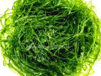 China Organic 250g Marine Algae Prolifera Powder For Japanese Cuisine for sale