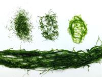 China HACCP Sustainably Harvested 350g Mossy Green Prolifera Ulva Seaweed Added In Salad for sale