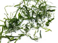 China HACCP Sustainably Harvested 350g Mossy Green Prolifera Ulva Seaweed Added In Salad for sale