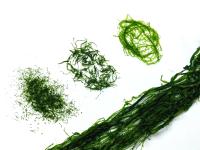 China Ultra-Fine 180g Jade-Colored Seaweed Prolifera Powder Added In Japanese And Korean Cuisines for sale