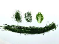 China High-Temperature Dried 150g Sage Green Prolifera Powder to Make French Fries for sale