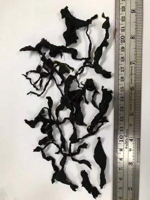 China Premium Tender Wakame Soft Dark Green Goodness For Soups & Salads for sale