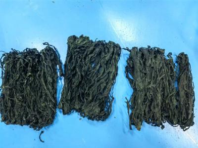 China Kitchen Staple Premium Wakame Dark Green & Delicately Chewy Endless Culinary Uses for sale