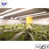 China IP65 LED Grow Light Bar Lamp Full Spectrum Samsung LED Chip 250W-1000W for sale
