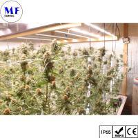 China IP65 LED Grow Light Bar Lamp Full Spectrum Samsung LED Chip 250W-1000W for sale