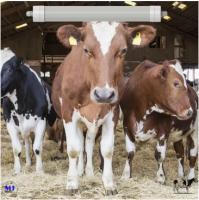 China LED Tri-Proof Light Anti-Ammonia White Color Ik10 IP69K 0~10V Dim CCT Power Adjustable 170lm/W 1.6m for Diary Cow Sheep Farmyard Livestock for sale