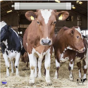 China LED Tri-Proof Light Anti-Ammonia White Color Ik10 IP69K 0~10V Dim CCT Power Adjustable 170lm/W 1.6m for Diary Cow Sheep Farmyard Livestock for sale