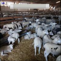China LED Tri-Proof Light Anti-Ammonia White Color Ik10 IP69K 0~10V Dim CCT Power Adjustable 170lm/W 1.6m for Diary Cow Sheep Farmyard Livestock for sale
