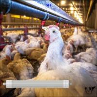 China LED Tri-Proof Light Anti-Ammonia White Color Ik10 IP69K 0~10V Dim CCT Power Adjustable 170lm/W 1.6m for Diary Cow Sheep Farmyard Livestock for sale