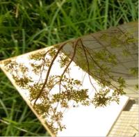 China Pale Gold Mirror Stainless Steel Sheet Decorative Stainless Steel Plate 0.3mm Thickness for sale