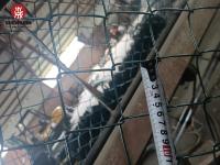 China High Durability 2000mm Height Dimensions Chain Link Mesh Fence PVC Coated for sale