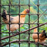 China Normal Black Biaxial Geogrid Essential for Breeding Chickens Plastic Fence in Roadbed for sale