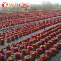 China 200G/M2 Anti-UV Garden Weeding PP Woven Geotextile for Ground Cover and Construction for sale